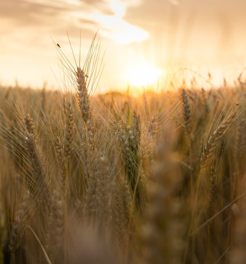 Open Soybean Field at Sunset Stock Photo - Image of rural, landscape ...