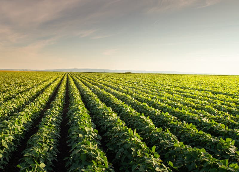Open Soybean Field at Sunset Stock Photo - Image of outdoor, farmland ...