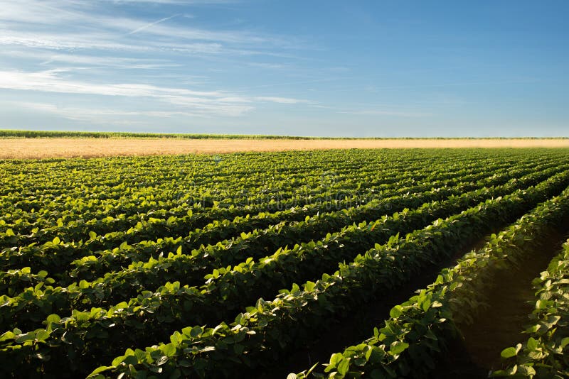 Open Soybean Field at Sunset Stock Image - Image of rural, twilight ...