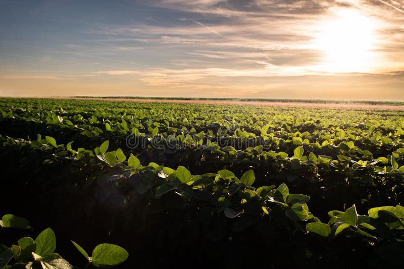 Open Soybean Field at Sunset Stock Photo - Image of plant, cultivated ...