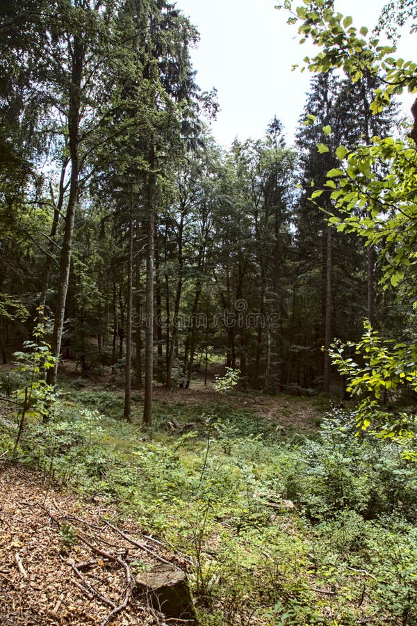 Open Space in a Forest in the Mountains Stock Photo - Image of hiking ...