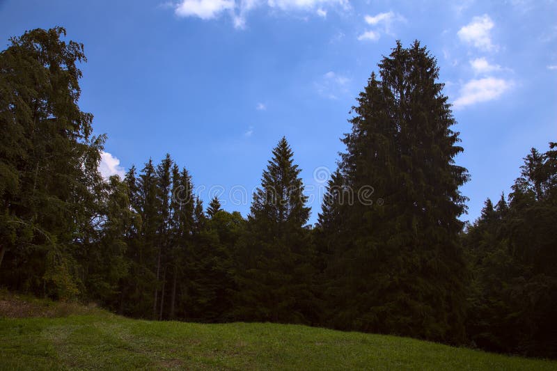 Open Space in a Forest in the Mountains Stock Photo - Image of space ...
