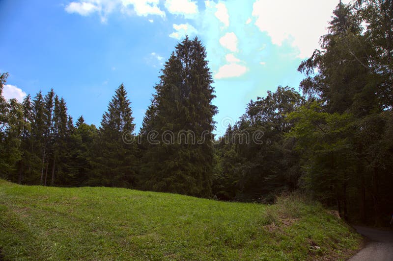 Open Space in a Forest in the Mountains Stock Image - Image of mystery ...
