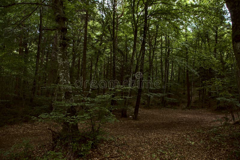 Open Space in a Forest in the Mountains Stock Photo - Image of cloud ...