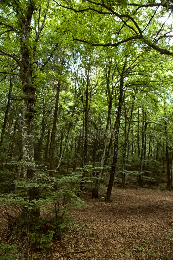 Open Space in a Forest in the Mountains Stock Photo - Image of ...