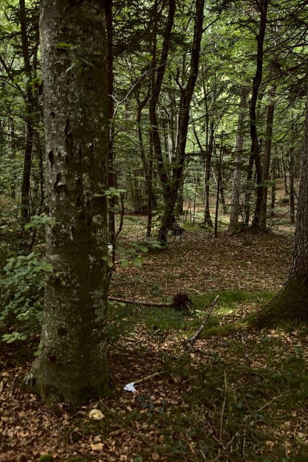 Open Space in a Forest in the Mountains Stock Photo - Image of nature ...