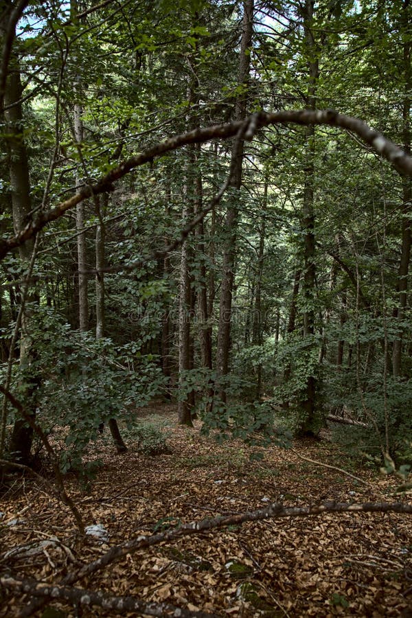 Open Space in a Forest in the Mountains Stock Image - Image of plant ...