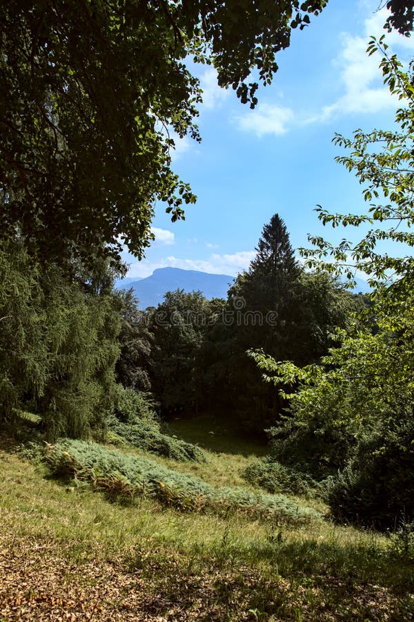 Open Space in a Forest in the Mountains Stock Image - Image of fall ...