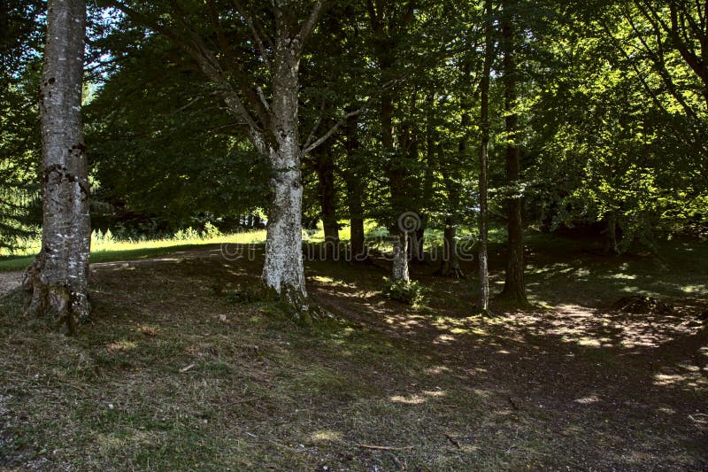 Open Space in a Forest in the Mountains Stock Image - Image of park ...