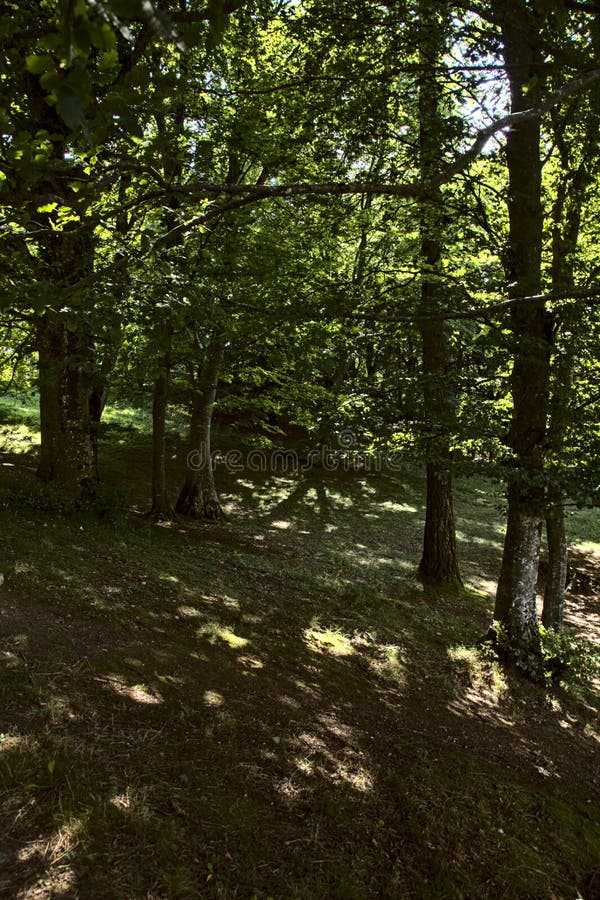 Open Space in a Forest in the Mountains Stock Image - Image of fall ...