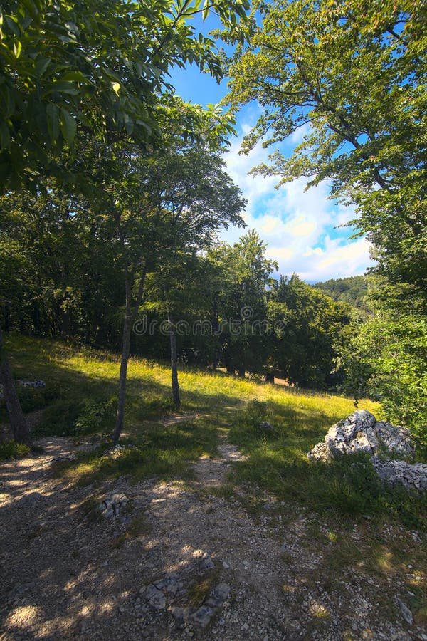 Open Space in a Forest in the Mountains Stock Photo - Image of cloud ...