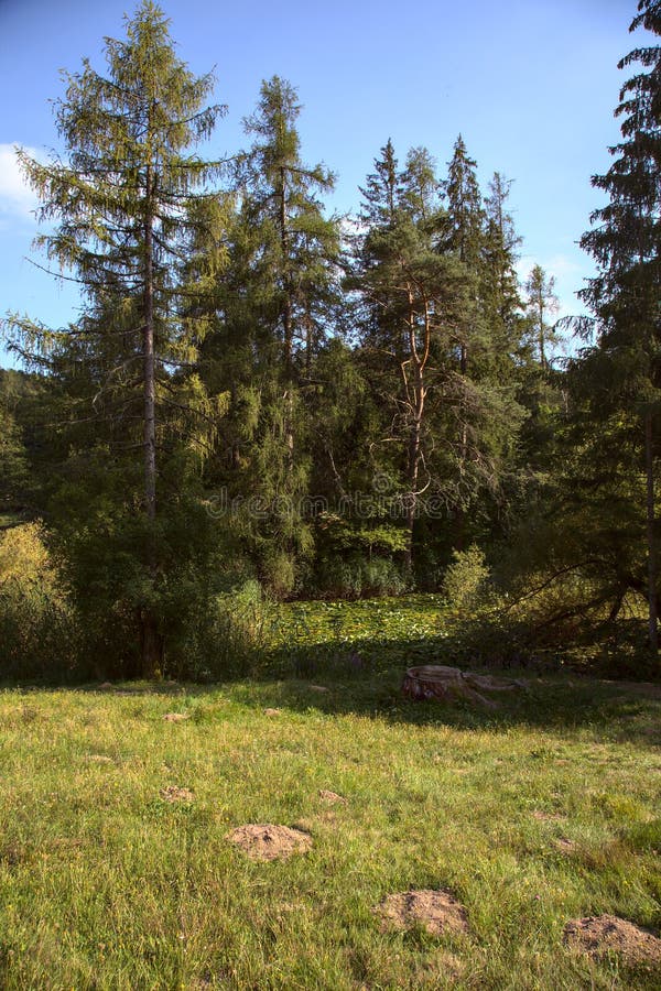 Open Space in a Forest in the Mountains Stock Image - Image of green ...