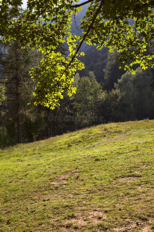 Open Space in a Forest in the Mountains Stock Image - Image of beauty ...