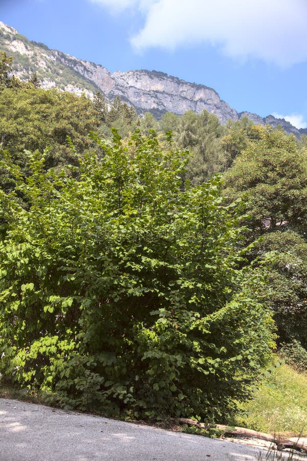 Open Space in a Forest in the Mountains Stock Photo - Image of hill ...