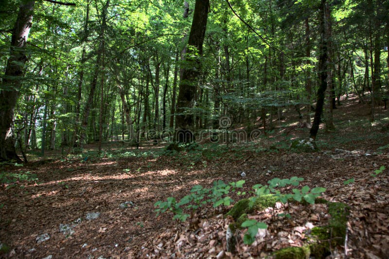 Open Space in a Forest in the Mountains Stock Image - Image of outdoor ...