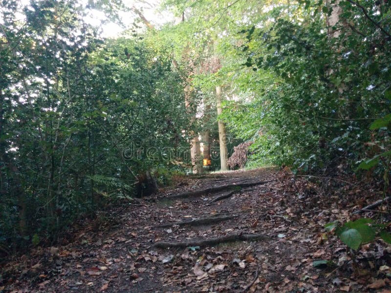 An open space stock image. Image of middle, open, forrest - 81613791