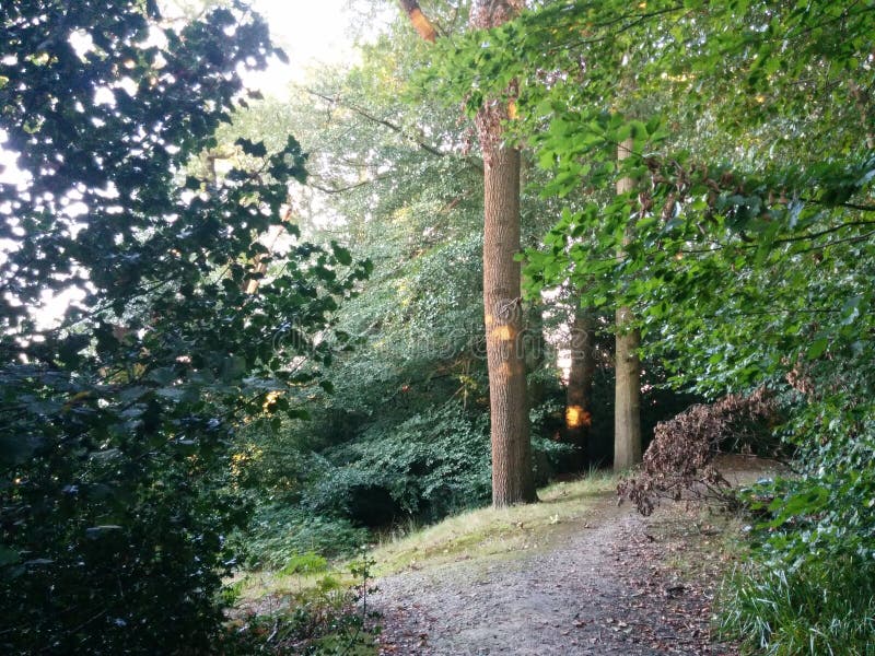 An open space stock photo. Image of middle, space, forrest - 81618772