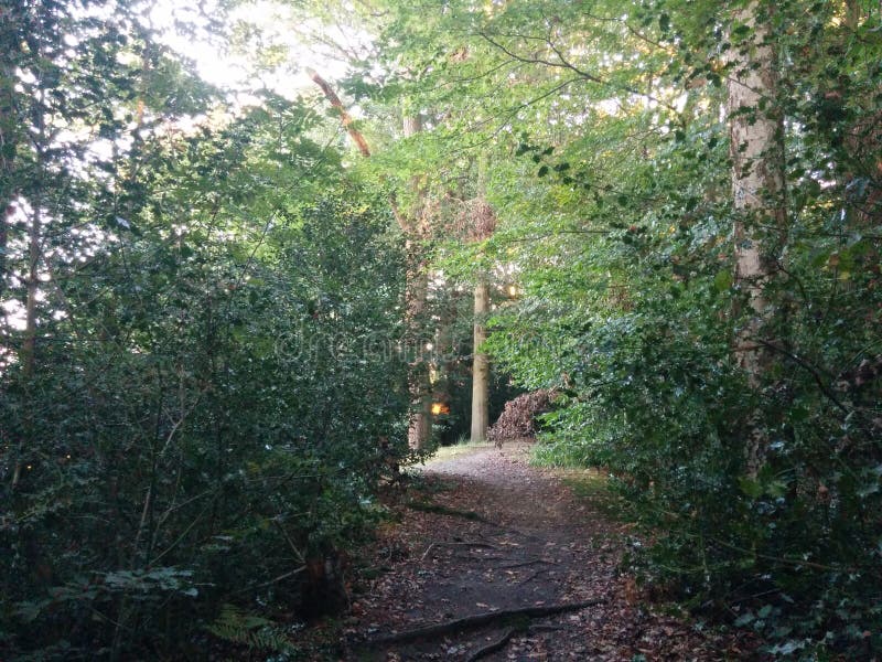 An open space stock photo. Image of space, trail, leaf - 81622278