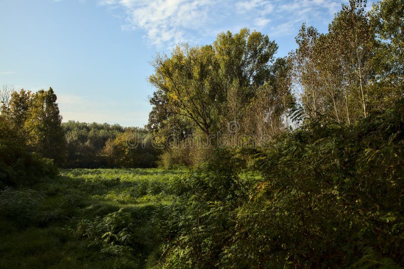 Open Space in a Park in Autumn in the Morning Stock Image - Image of ...