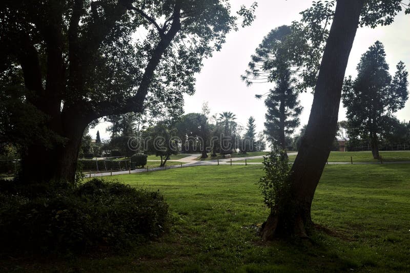 Open Space in a Park by the Sea with Different Species of Pine on it ...
