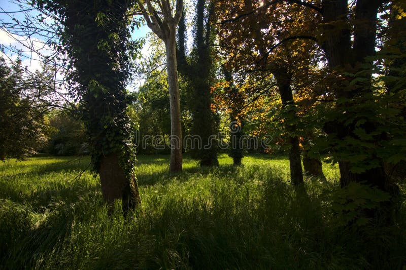 Open Space with Trees and a Maple Lit by the Sun in a Park in the ...
