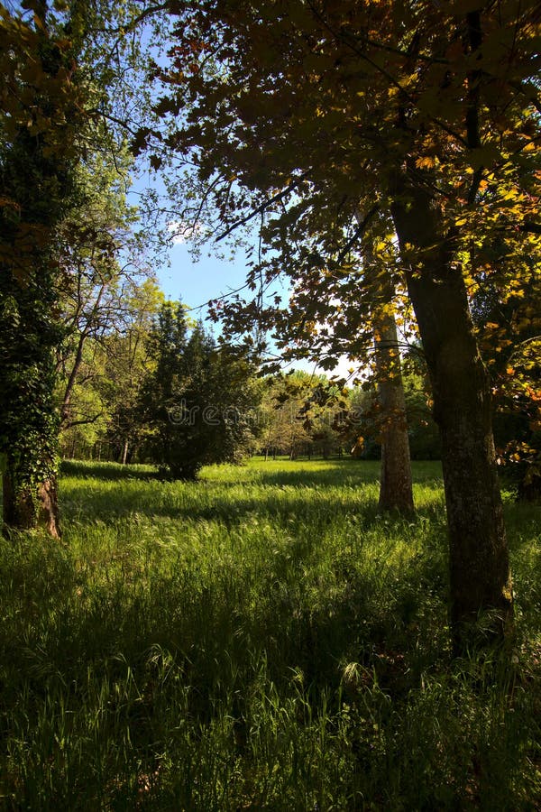 Open Space with Trees and a Maple Lit by the Sun in a Park in the ...