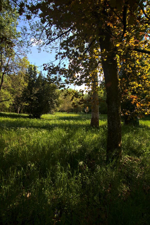 Open Space with Trees and a Maple Lit by the Sun in a Park in the ...