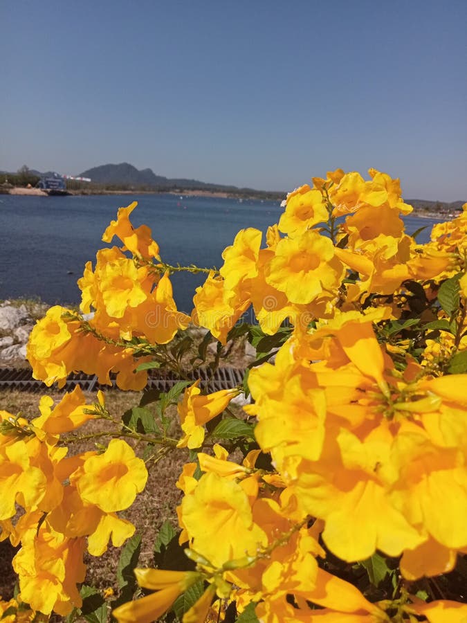 Open spiring season stock photo. Image of meadow, shrub - 260460410