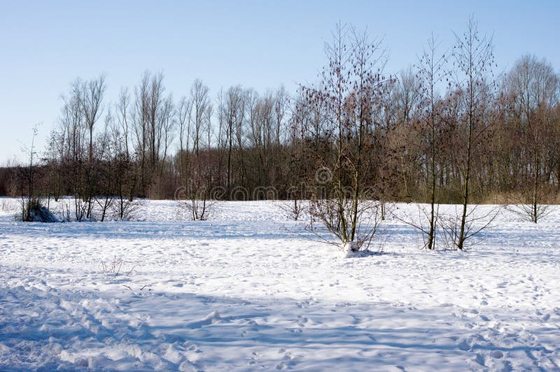 Open Spot in a Snowy Forest in the Netherlands Stock Photo - Image of ...