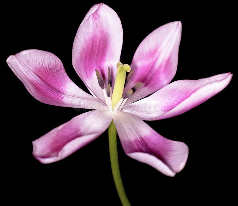 Open for spring stock image. Image of petals, green, colour - 87752385