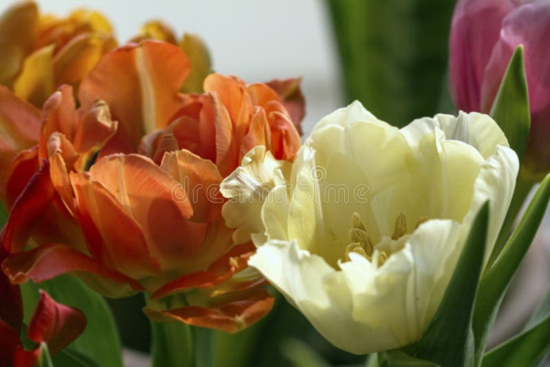 Open spring tulips stock photo. Image of tulips, morning - 61168258