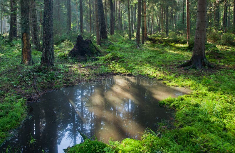 Open Standing Water Inside Coniferous Stand Stock Image - Image of ...