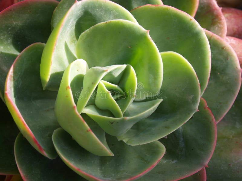 Open succulent plant stock photo. Image of flora, natural - 82792916