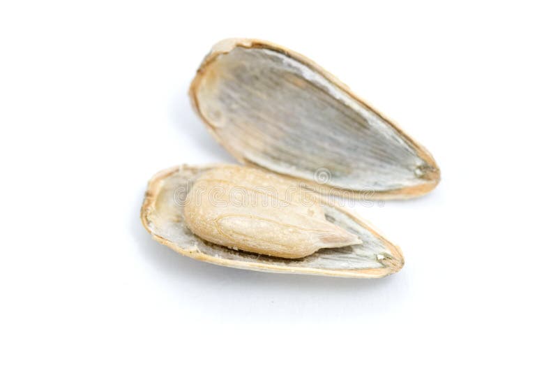 Open Sunflower - in Field of Sunflowers Stock Image - Image of growth ...