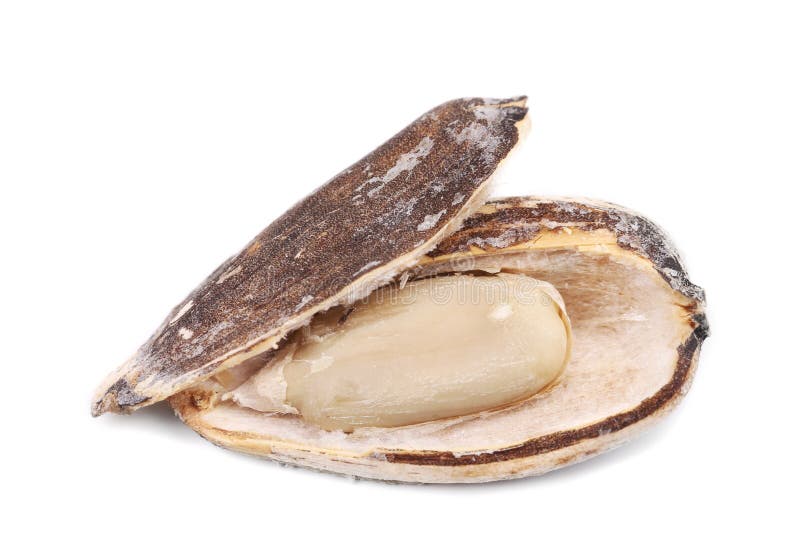 Open Sunflower - in Field of Sunflowers Stock Photo - Image of field ...