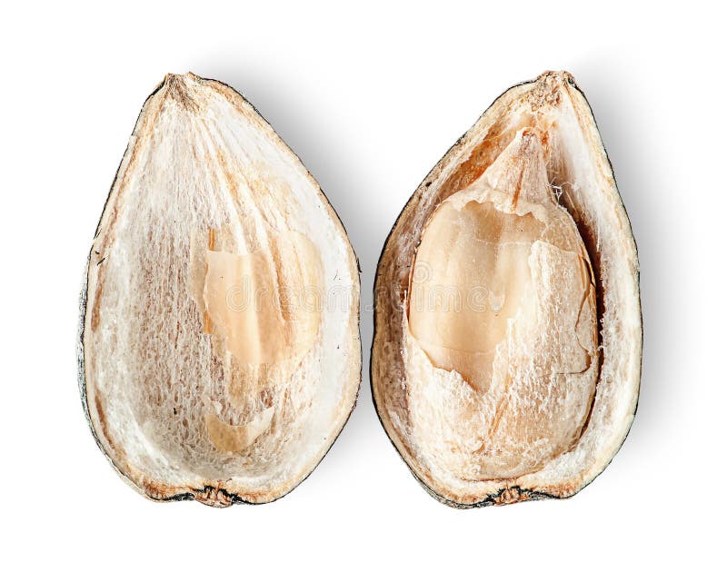 Apple (Half) stock photo. Image of nutrition, isolated - 1710664