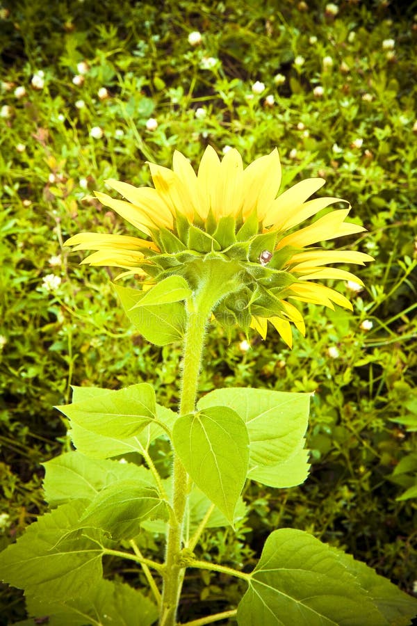 Open sunflower stock image. Image of macro, environment - 57733229