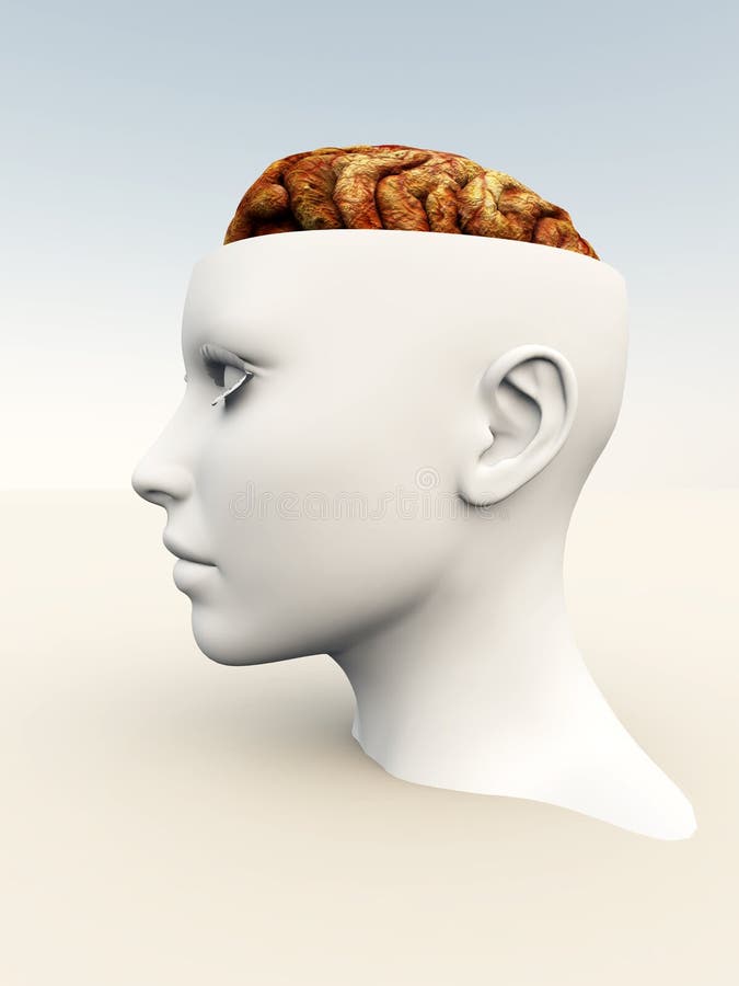 1,233,000+ Top head anatomy Free Stock Photos - StockFreeImages