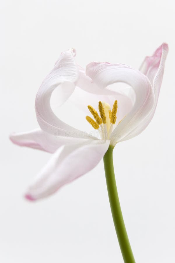 Open tulip stock image. Image of single, love, elegance - 31070981