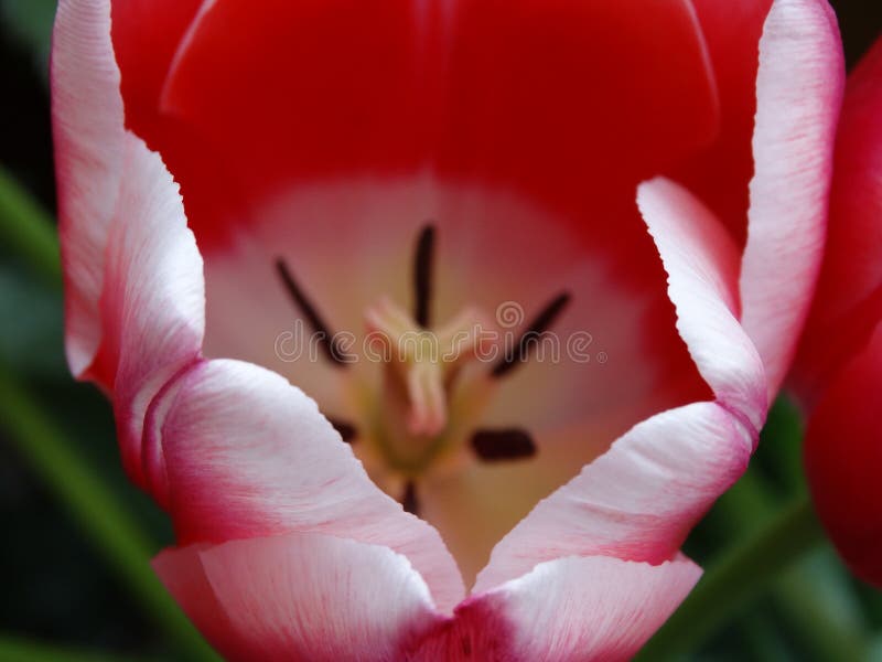 Open tulip stock photo. Image of soft, beautiful, stamen - 64486762