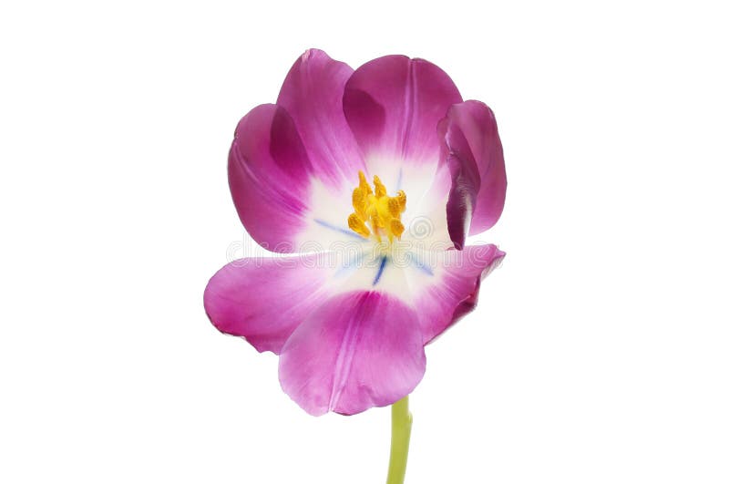 Open tulip stock image. Image of single, love, elegance - 31070981
