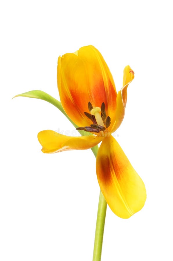 Open tulip stock image. Image of single, love, elegance - 31070981