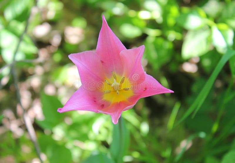 Open tulip flower pink stock image. Image of pink, vegetation - 90427859