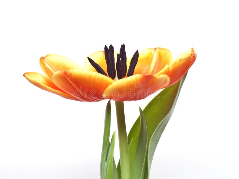 Open tulip stock image. Image of single, love, elegance - 31070981