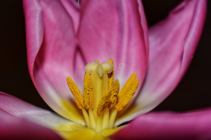 An open tulip stock photo. Image of tulip, open, pink - 174220102