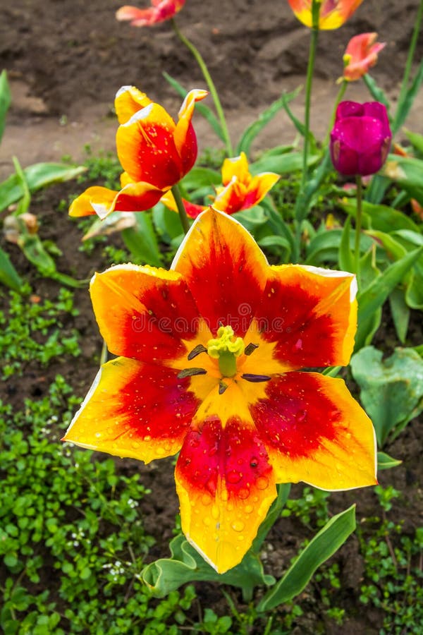 Open tulip stock image. Image of beautiful, spring, raindrop - 54506517