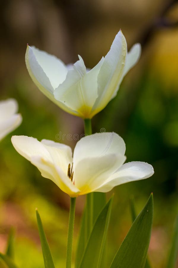 Open tulips stock image. Image of gardening, garden, closeup - 2444239