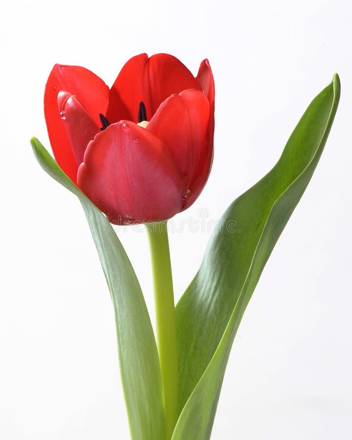 Open rode tulp stock afbeelding. Afbeelding bestaande uit blauw - 14607059