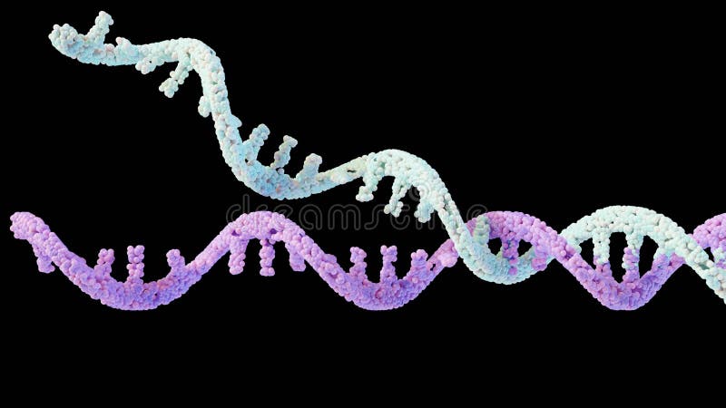 Open Up the DNA Double Helix Replication Fork Stock Illustration ...