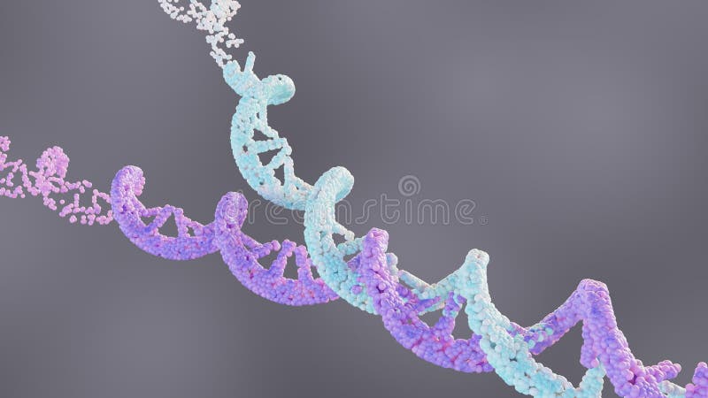 Open Up the DNA Double Helix Replication Fork Stock Illustration ...